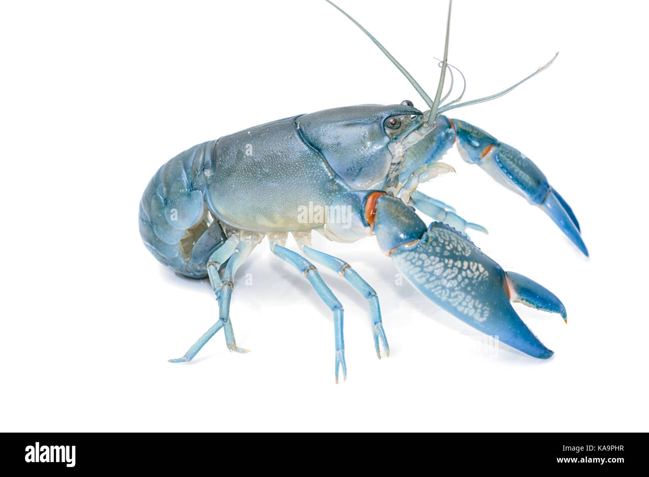 Blue crayfish cherax destructor isolate on white Stock Photo - Alamy
