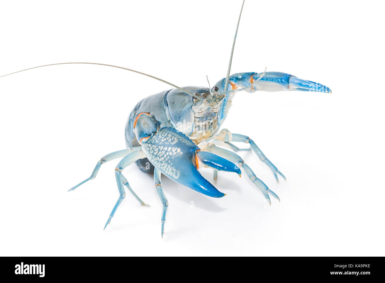 Yabbie Crayfish in fighting position,Blue crayfish cherax destructor ...