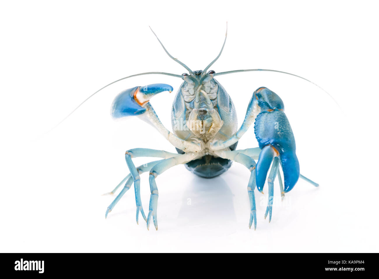 Yabbie Crayfish in fighting position,Blue crayfish cherax destructor ...