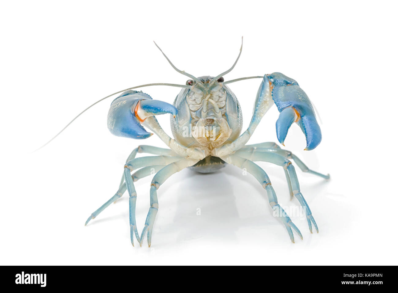 Yabbie Crayfish in fighting position,Blue crayfish cherax destructor ...