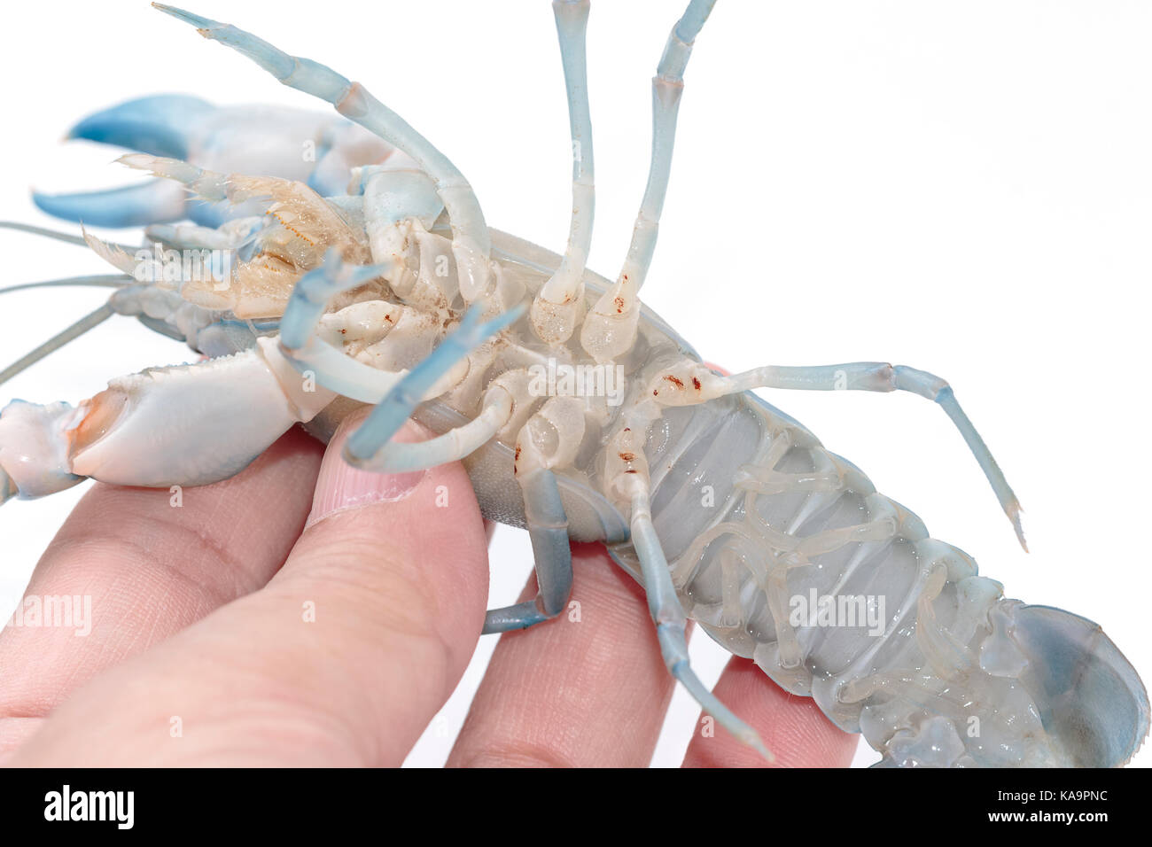 Blue crayfish cherax destructor,Yabbie Crayfish in hand Stock Photo - Alamy