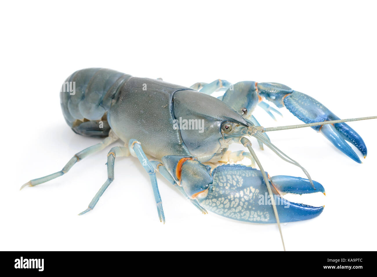 Freshwater yabbie hi-res stock photography and images - Alamy