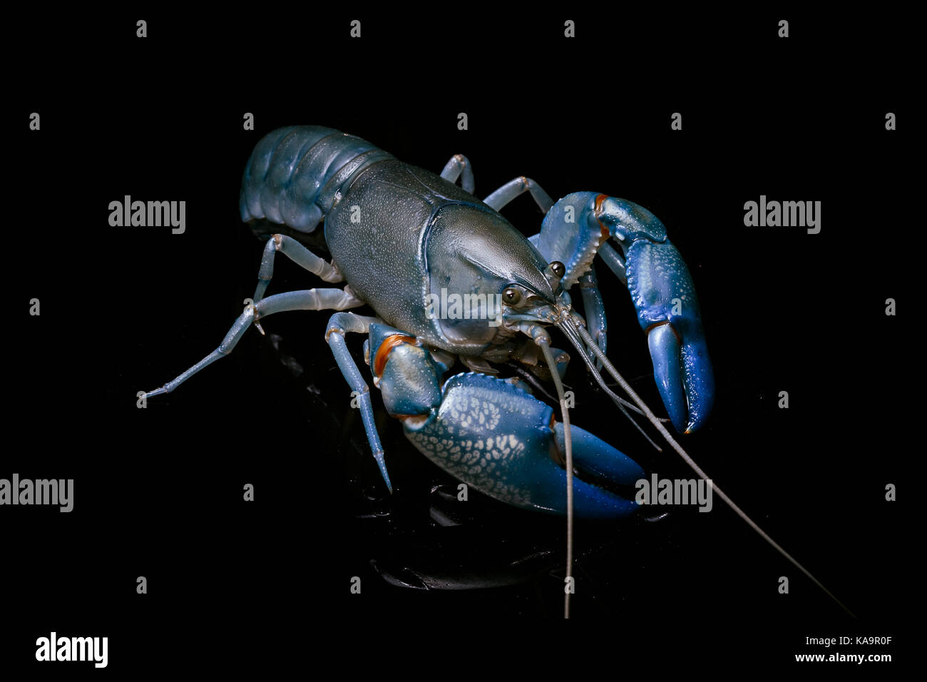 Blue crayfish cherax destructor,Yabbie Crayfish isolate on black Stock ...