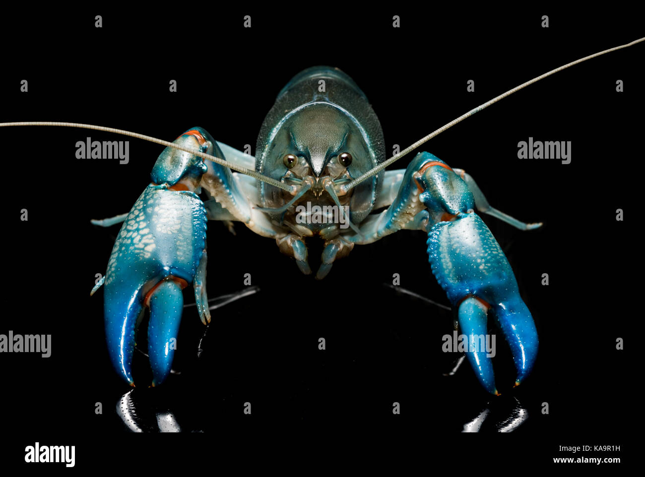 Blue crayfish cherax destructor,Yabbie Crayfish isolate on black Stock ...