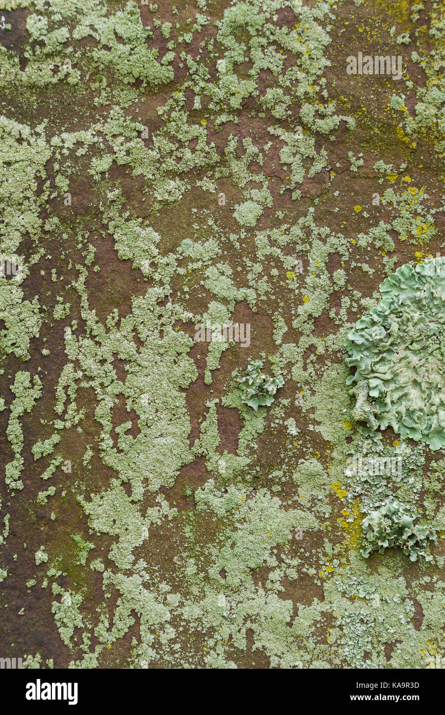 Texture of an old tombstone to be used as an overlay, background, or ...