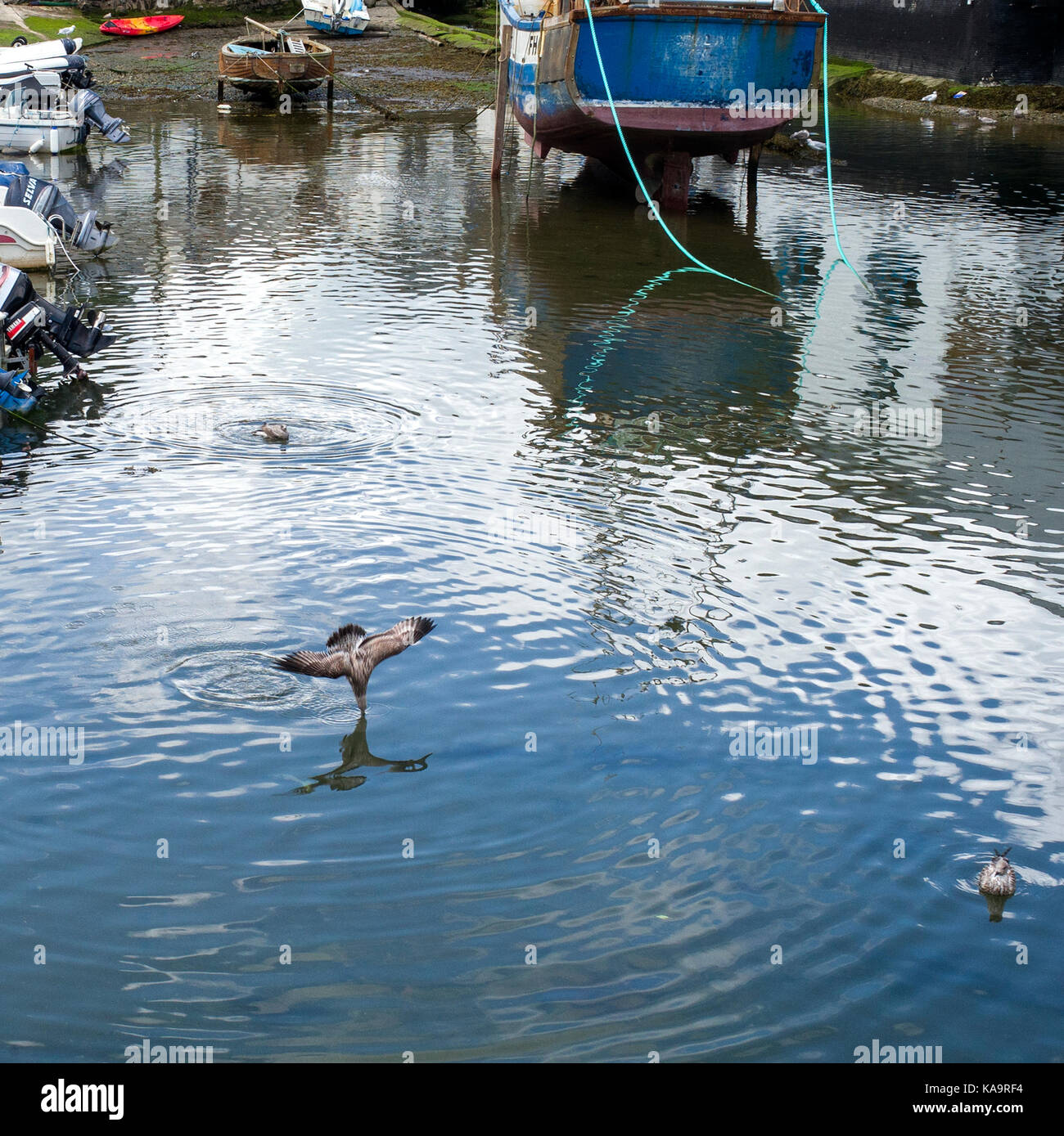seagull diving into water trying to catch fish in cornish harbour Stock ...