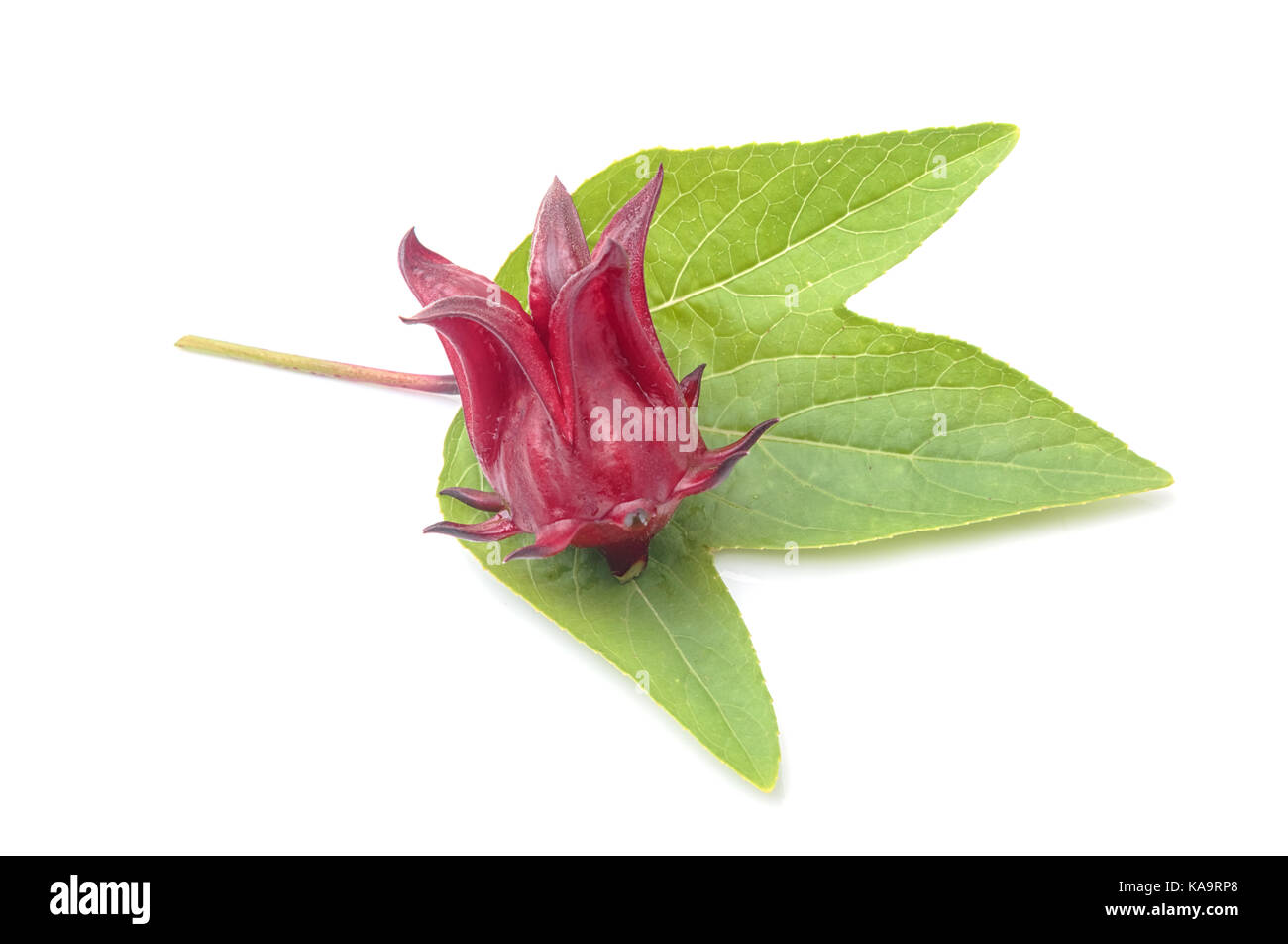 Roselle fruits, isolated on white Stock Photo - Alamy