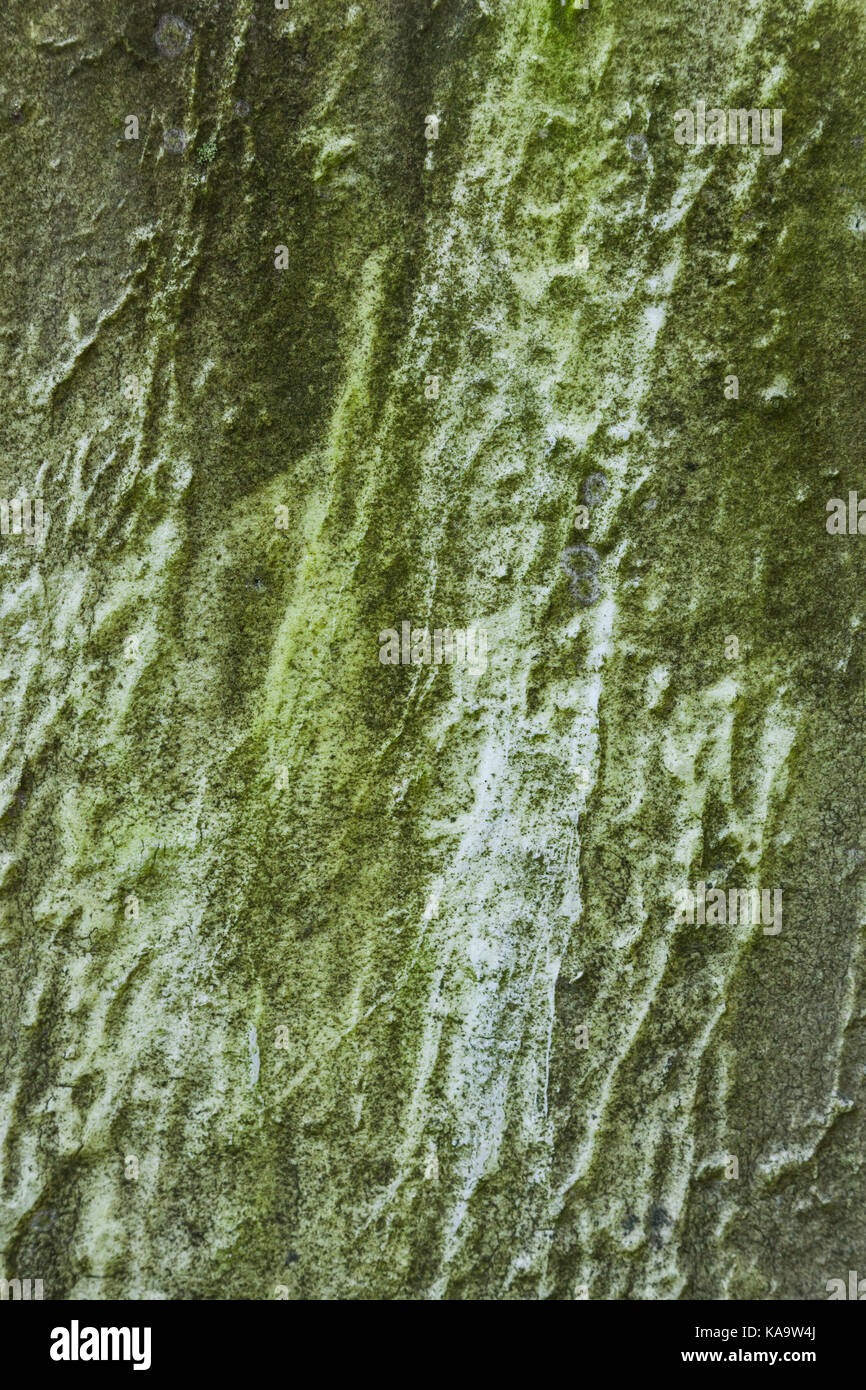 Texture of an old tombstone to be used as an overlay, background, or ...