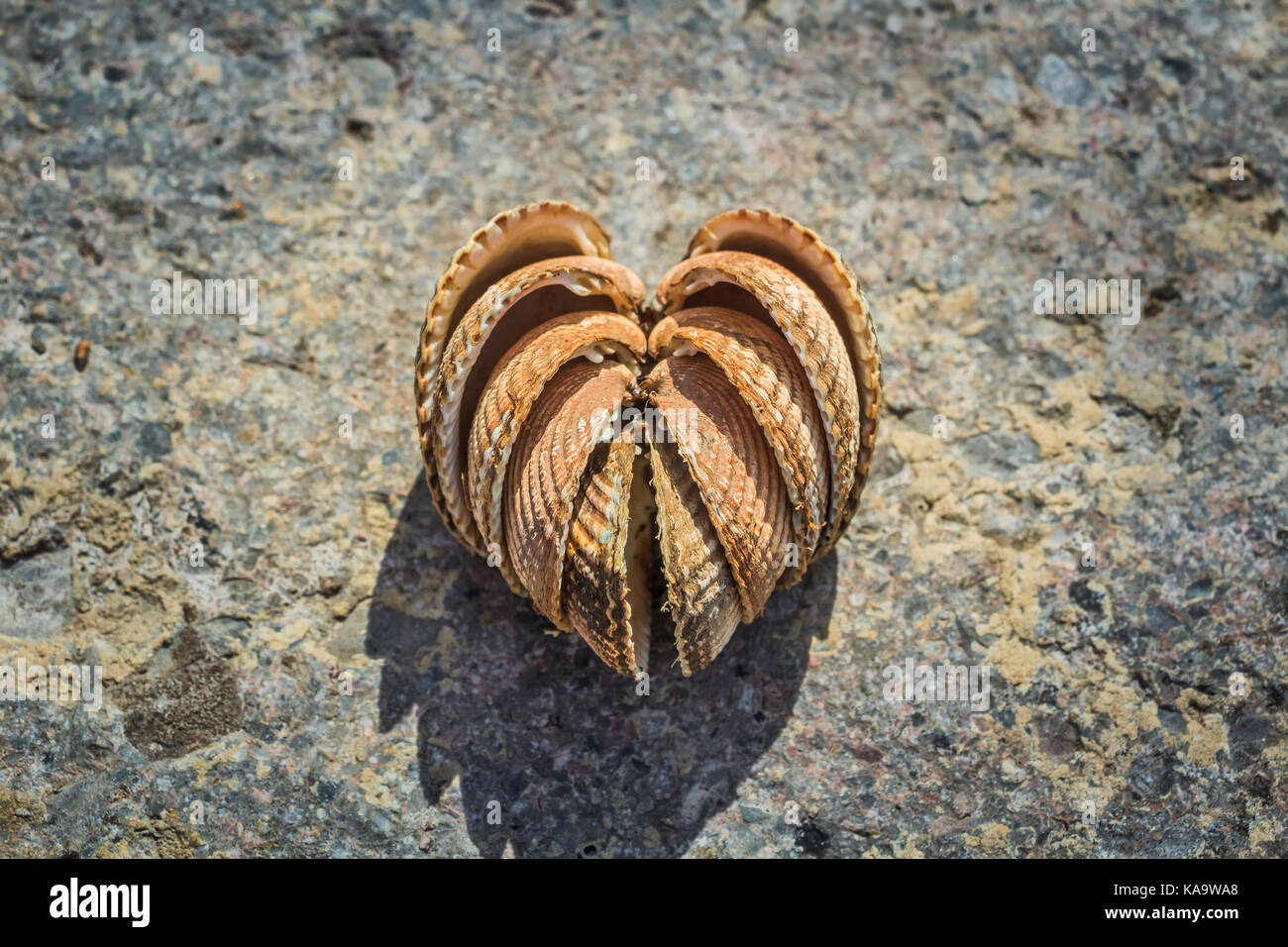 Shells on rock hi-res stock photography and images - Alamy