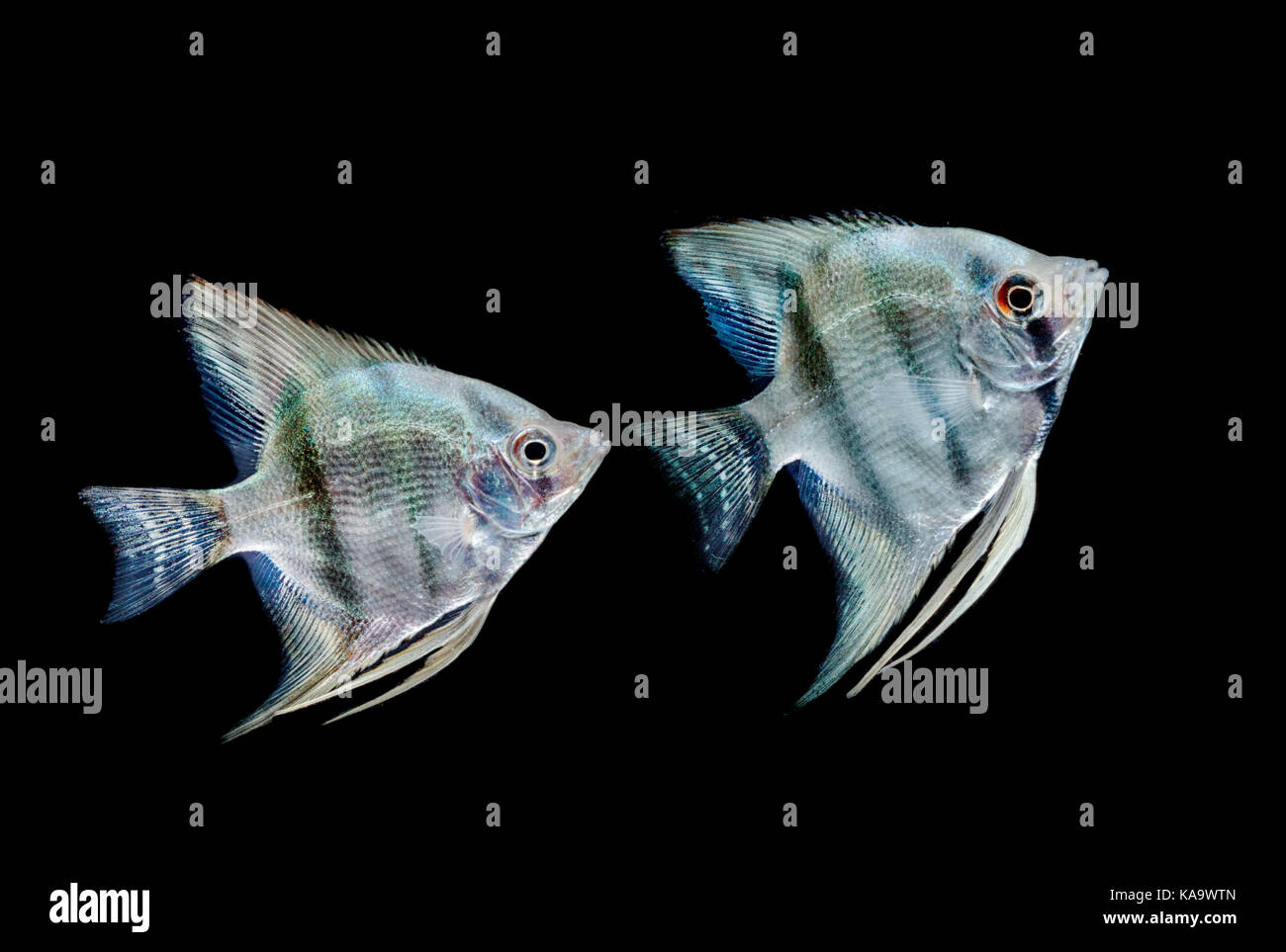 Angel fish in aquarium Stock Photo - Alamy