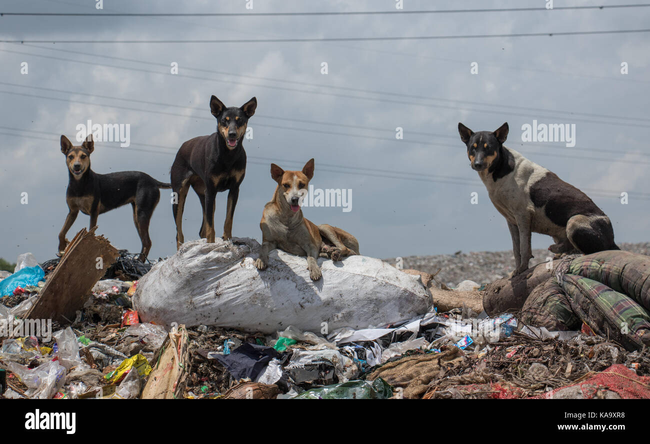 Life in garbage Stock Photo - Alamy