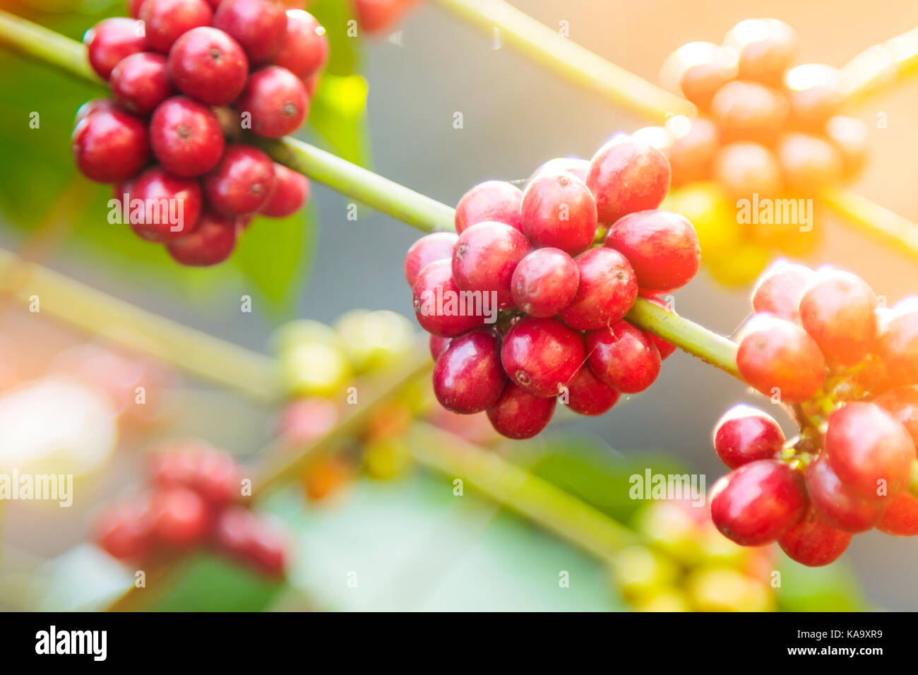 Branch of a coffee tree with red berries coffee beans Stock Photo - Alamy