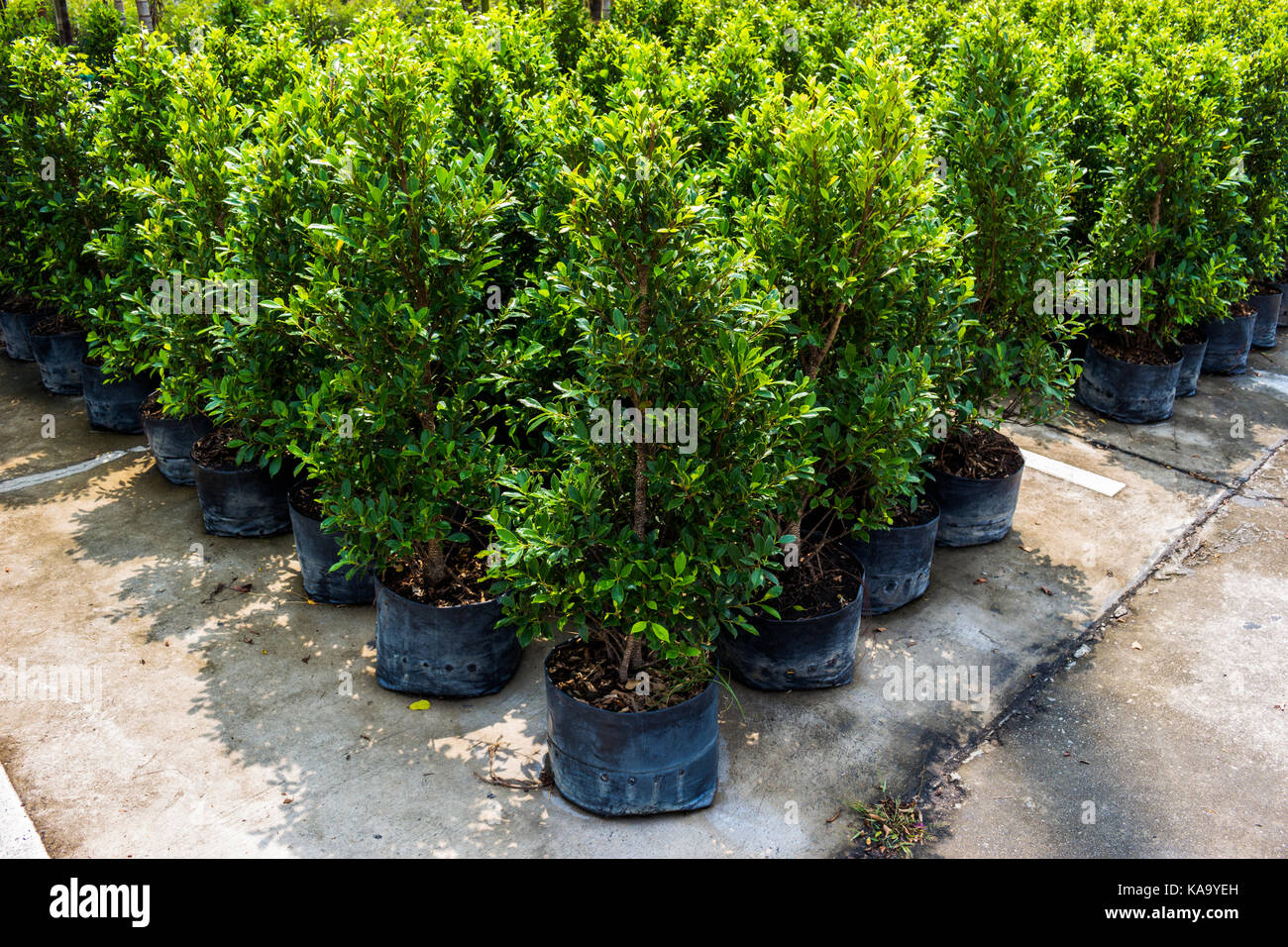 Garden planting tree green Stock Photo - Alamy