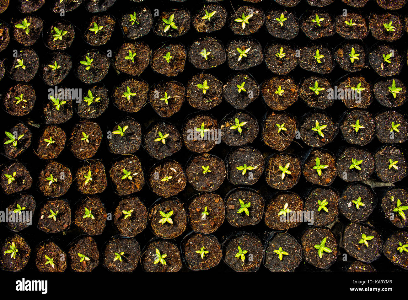 Garden planting young trees green Stock Photo - Alamy