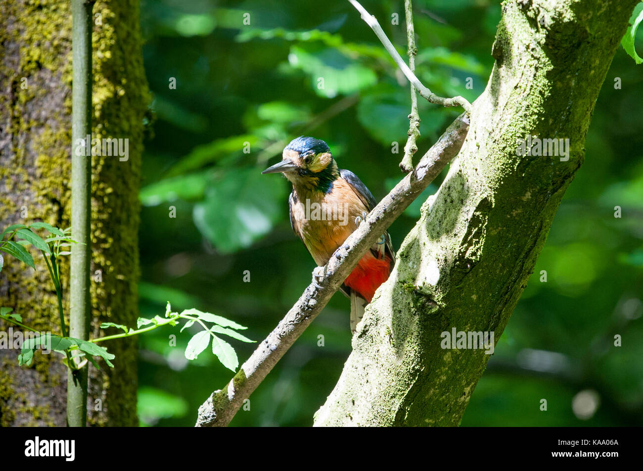 Lesser Spotted Woodpecker (Dryobates minor) on a tree trunk Stock Photo ...