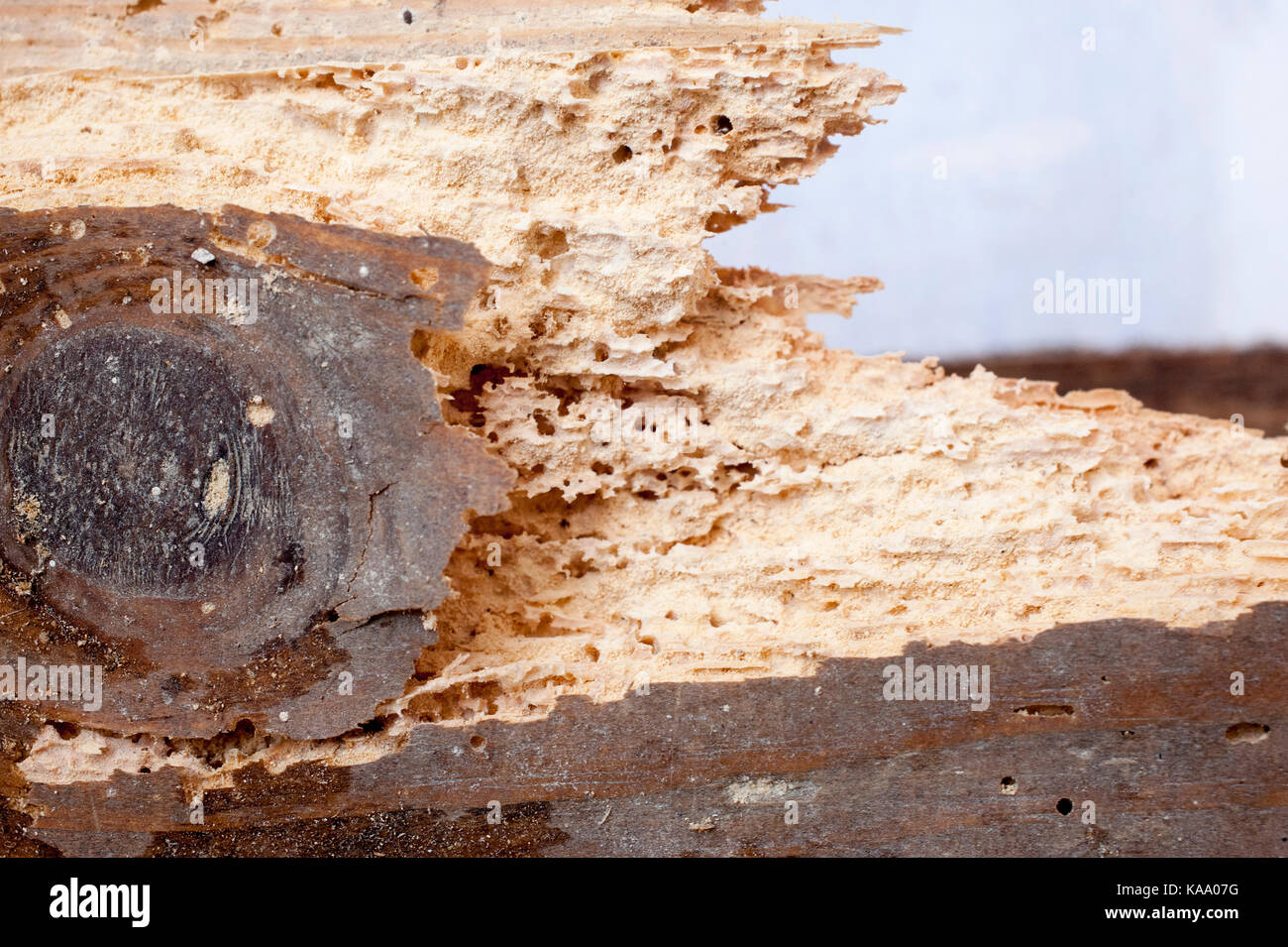 Woodworm Beetle High Resolution Stock Photography and Images - Alamy