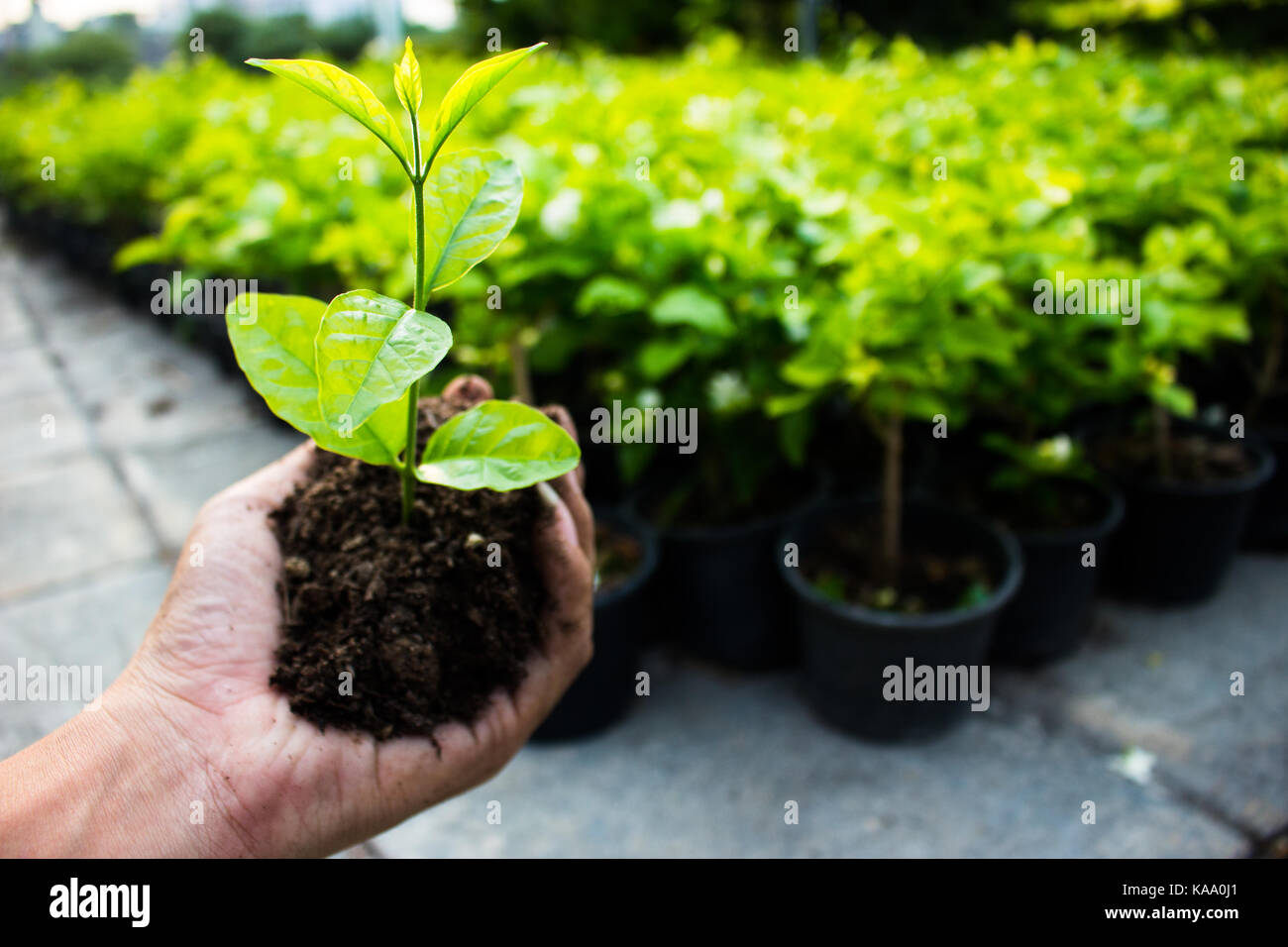 Tree human garden hi-res stock photography and images - Alamy