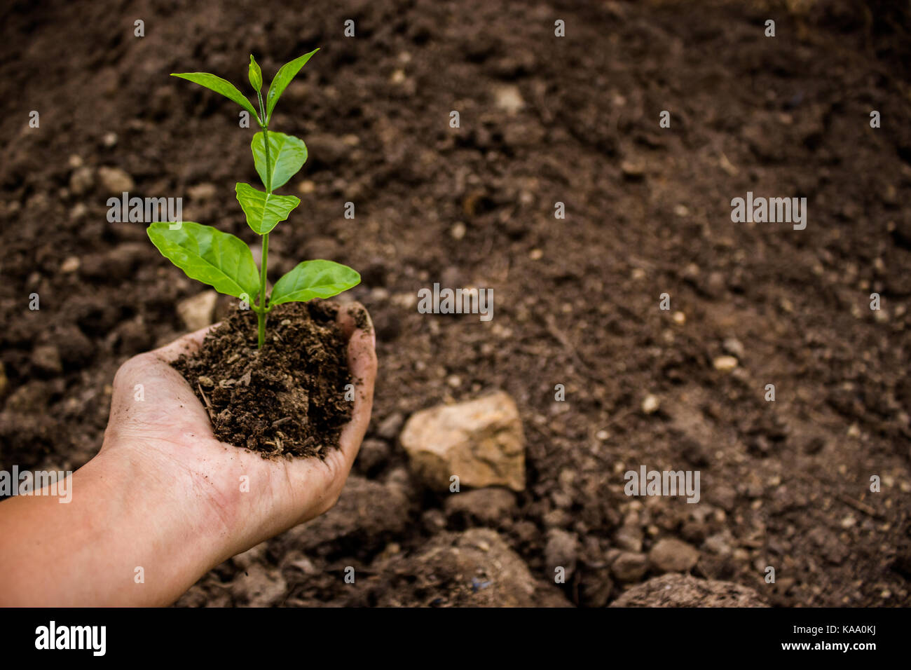 Plant a tree back to nature Stock Photo - Alamy