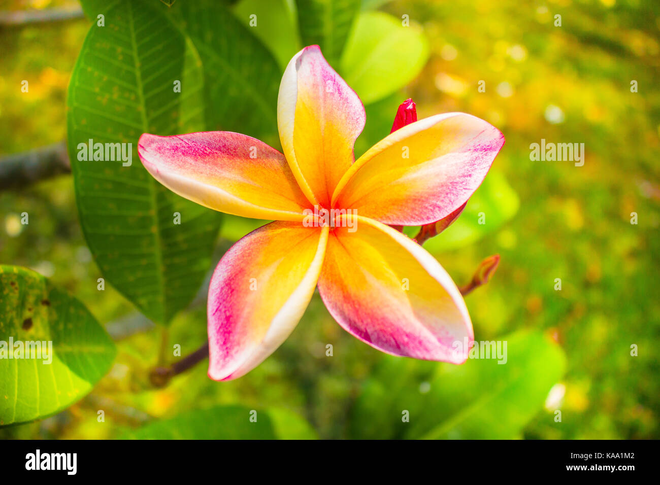 Colorful flowers and beautiful nature Stock Photo - Alamy
