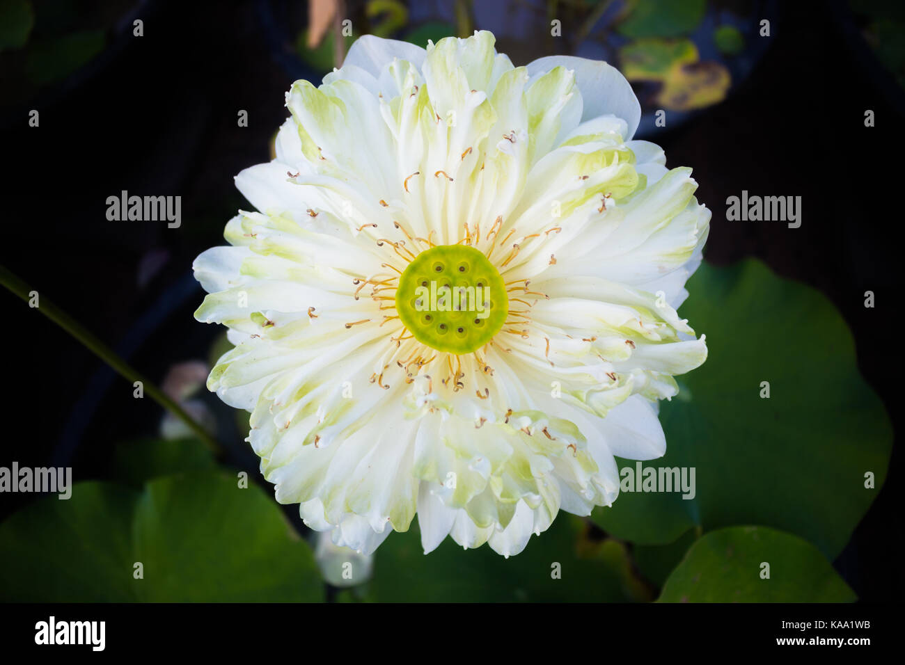 White lotus natural beauty Stock Photo - Alamy