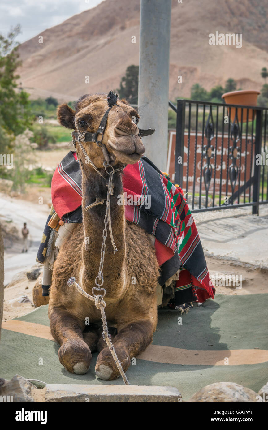Funny camel face hi-res stock photography and images - Alamy