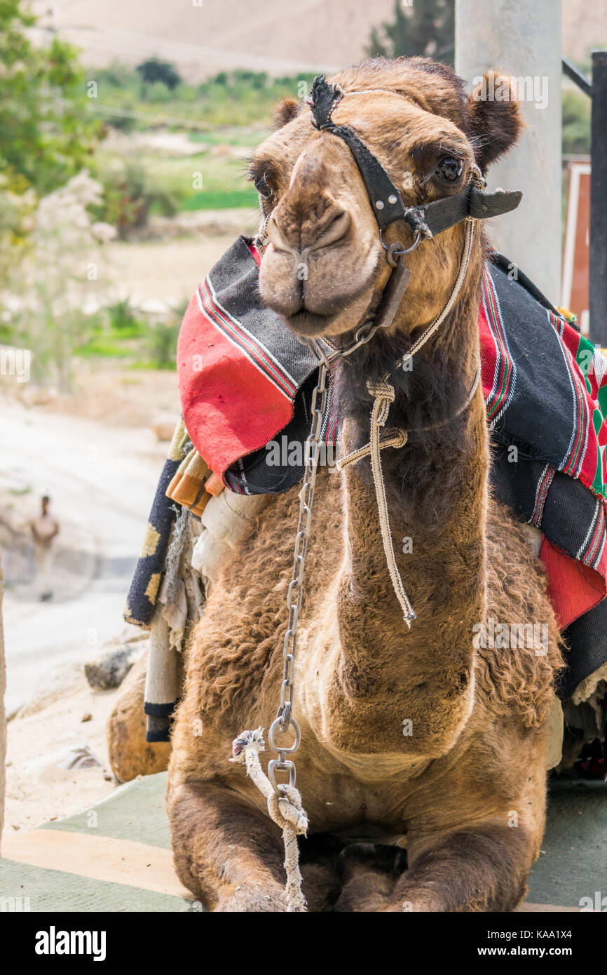 Funny camel face hi-res stock photography and images - Alamy