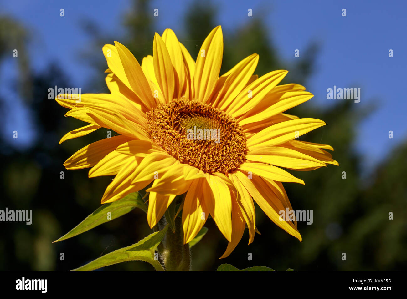 Sunflower in the sun Stock Photo - Alamy