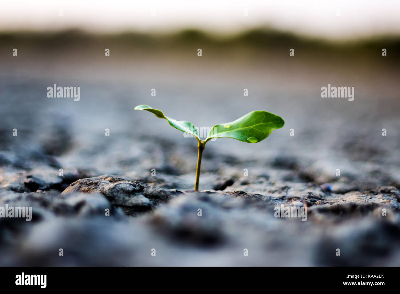 Tree in dried cracked mud Stock Photo - Alamy