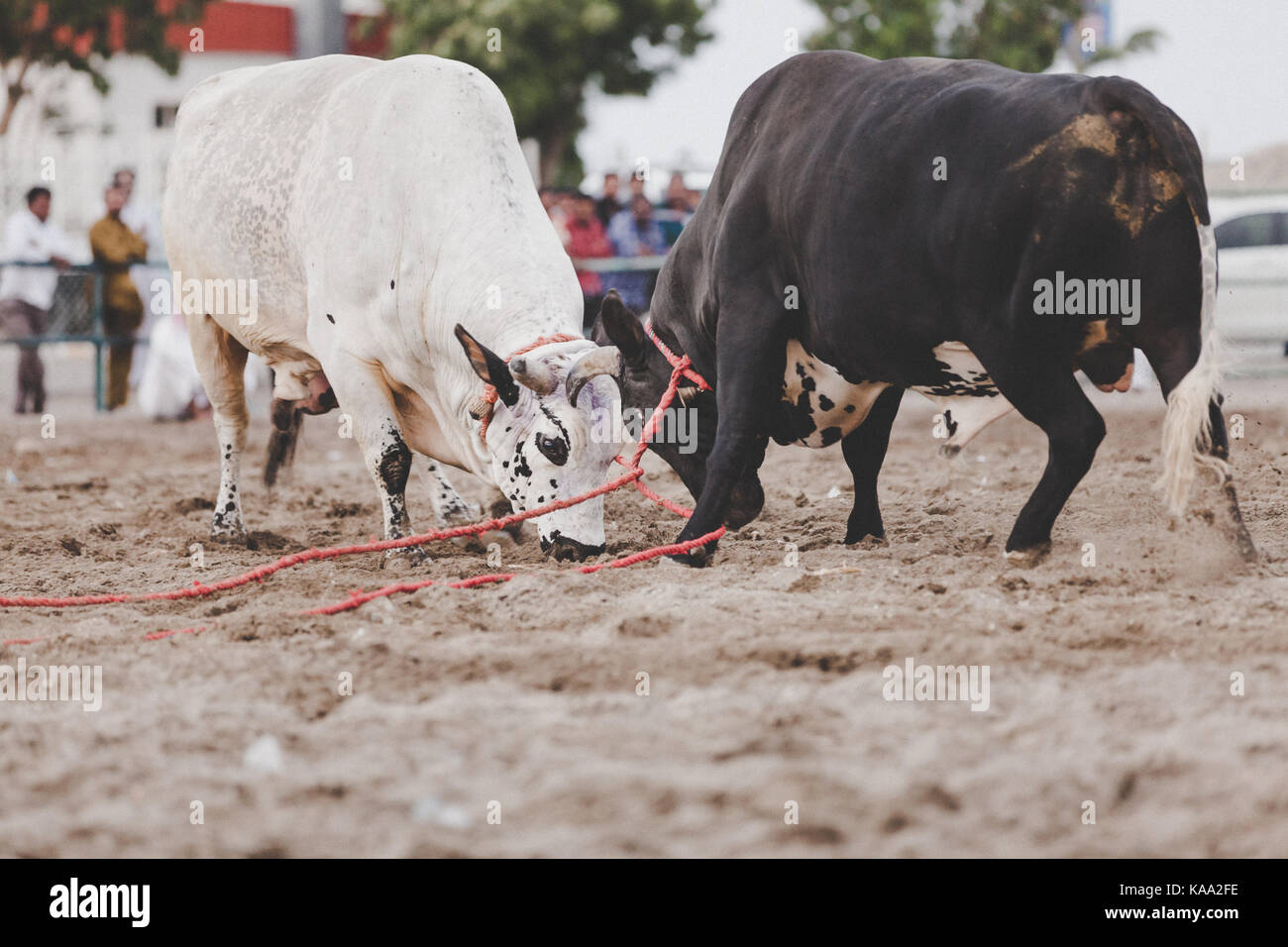 Fighting bull hi-res stock photography and images - Alamy