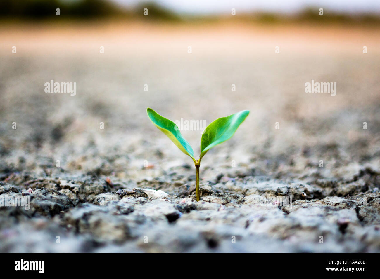 Tree on dry ground Stock Photo - Alamy