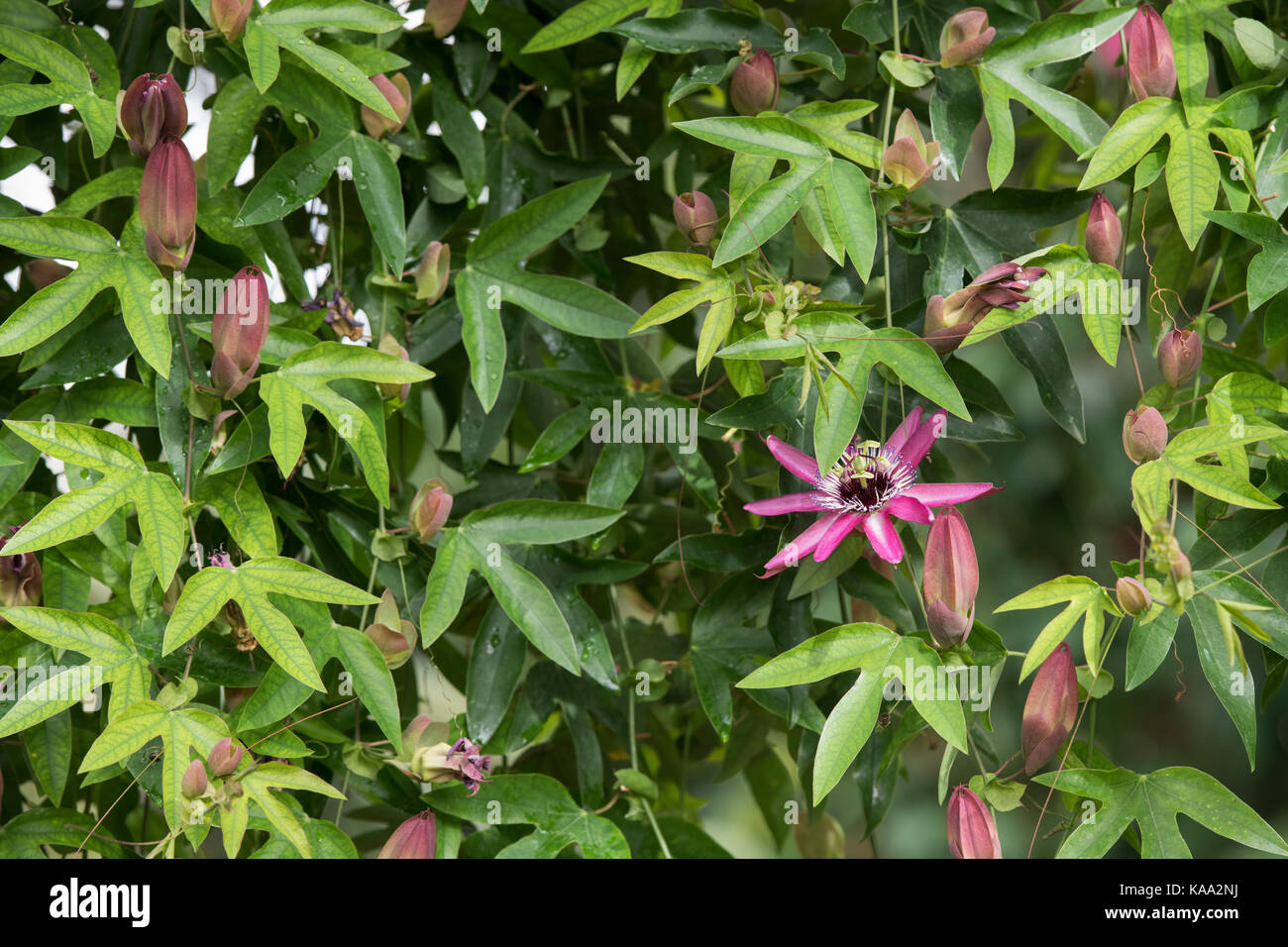 Passiflora violacea . Violet passionflower Stock Photo - Alamy