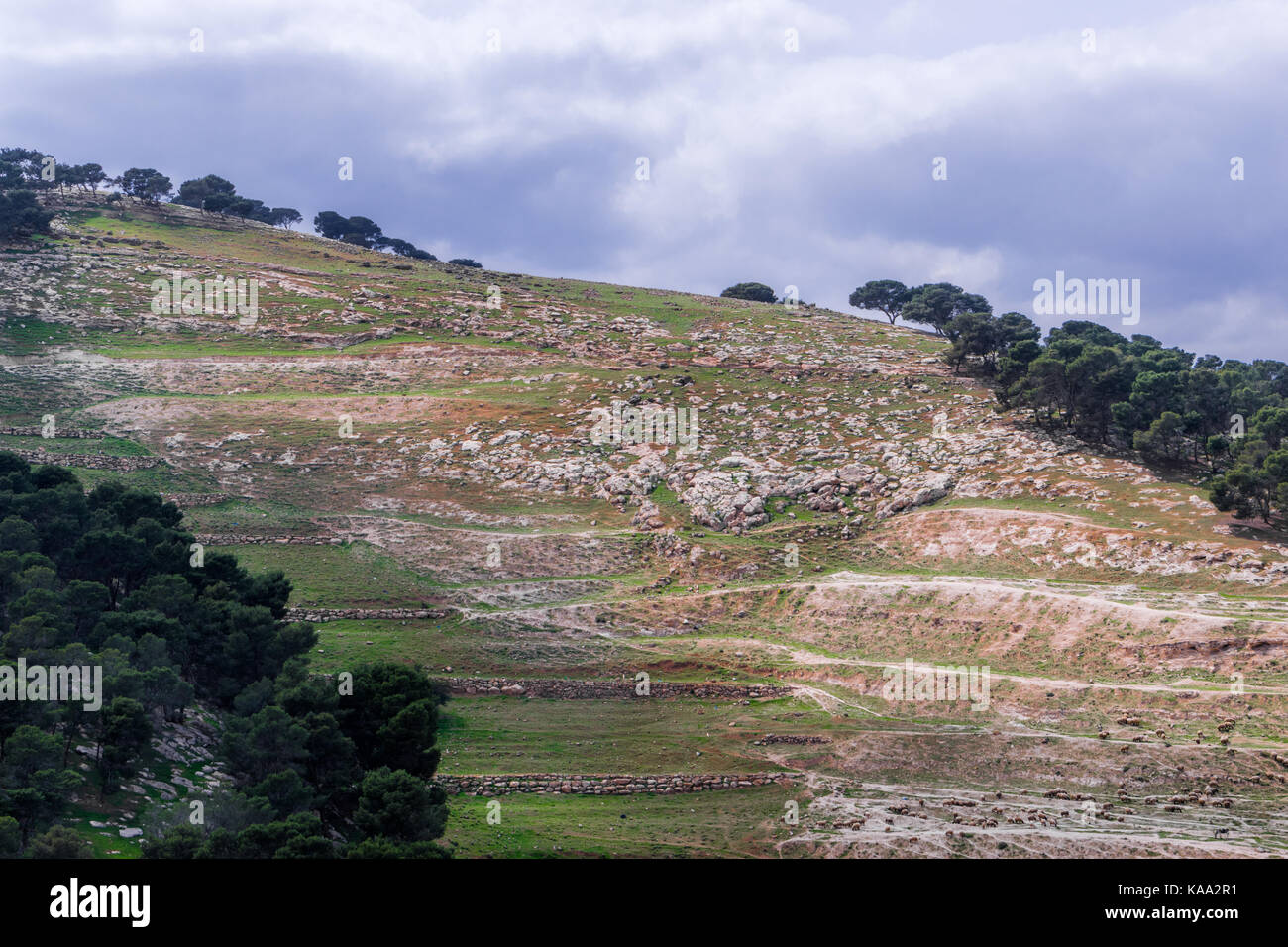 Terraces on the mount in the desert of Israel Stock Photo - Alamy