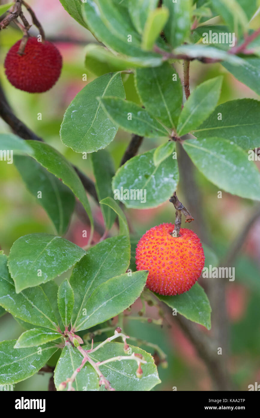 Arbutus unedo strawberry tree hi-res stock photography and images - Alamy