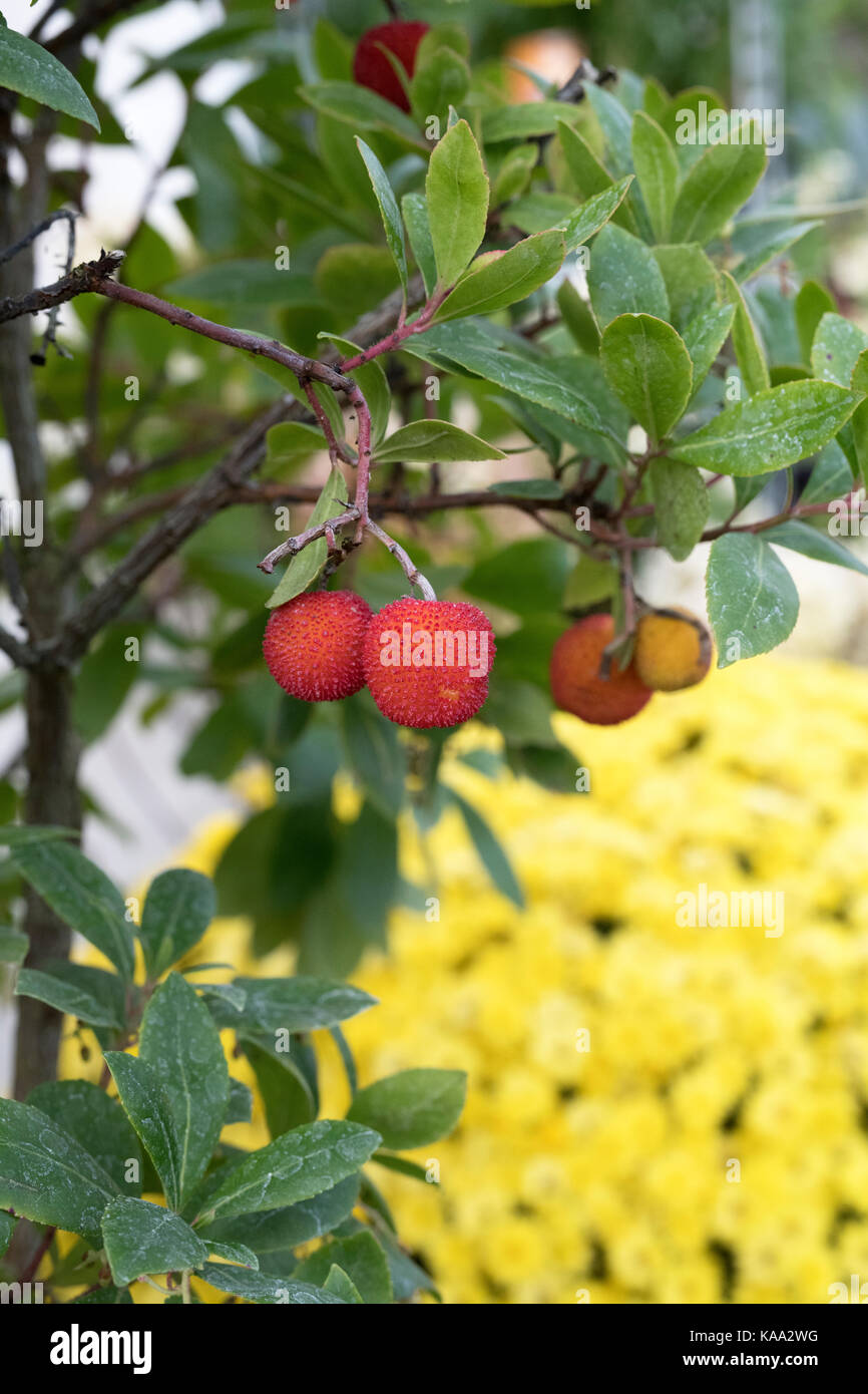 Arbutus unedo strawberry tree hi-res stock photography and images - Alamy