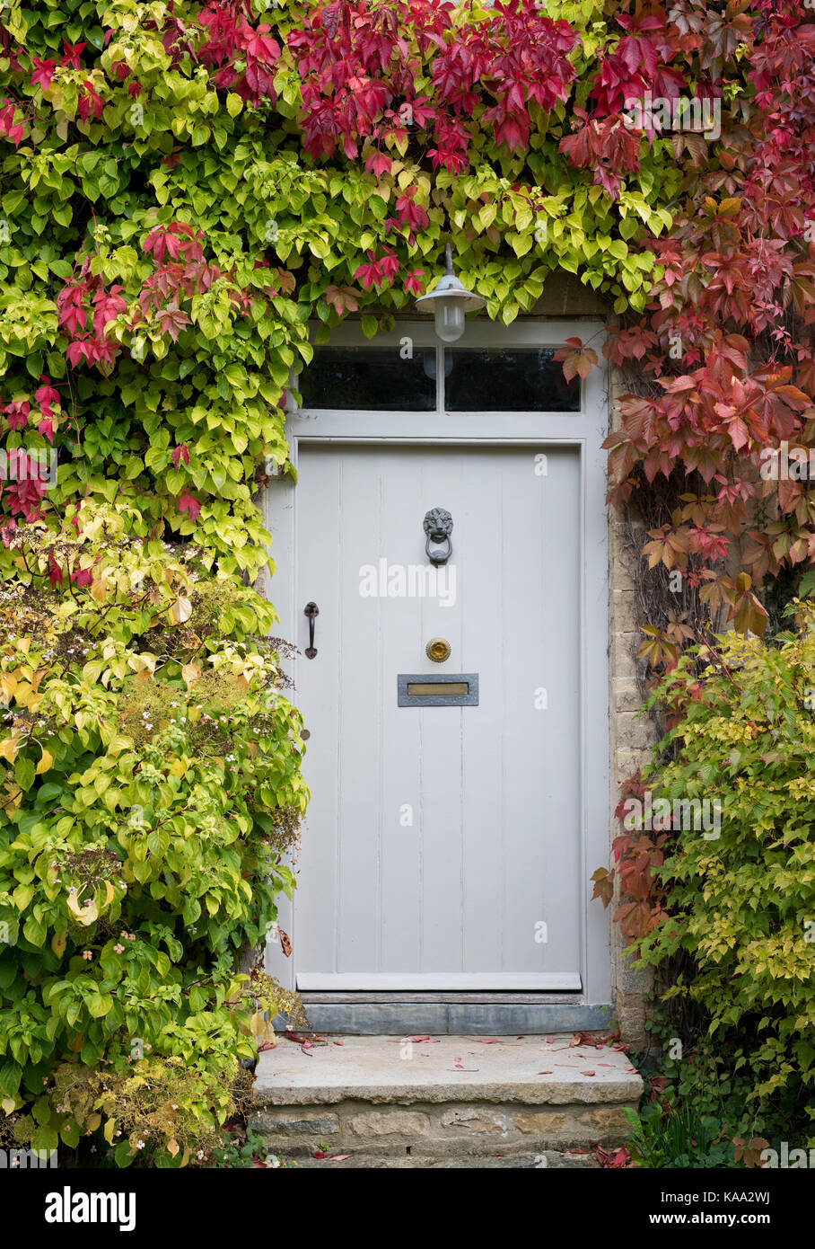 Autumnal Virginia Creeper / American ivy around a house front door in ...