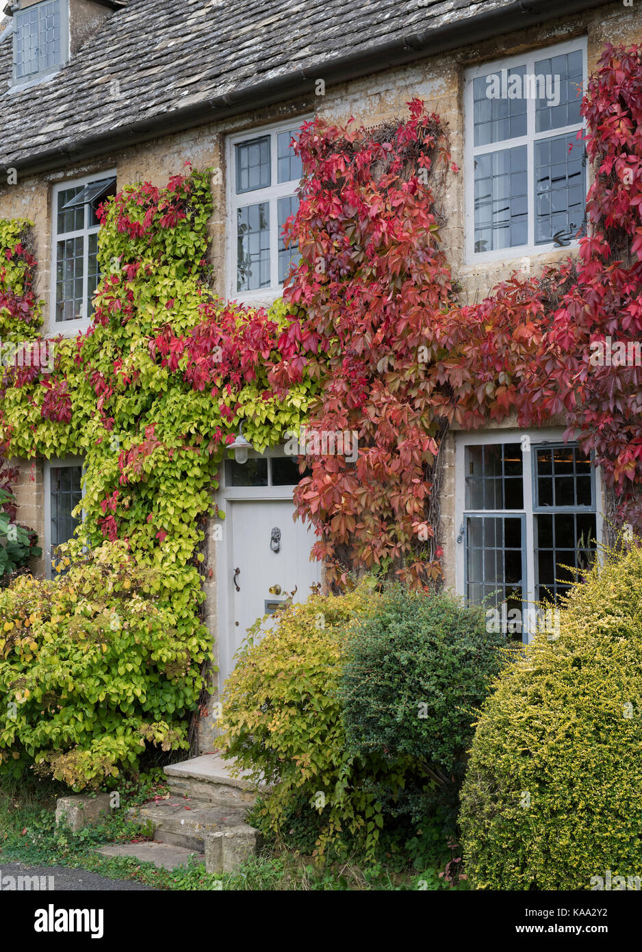 Ivies wall creeping hi-res stock photography and images - Alamy