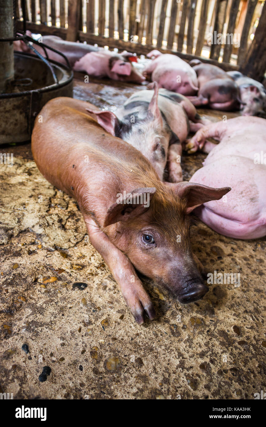 Small pigs in the farm Stock Photo - Alamy
