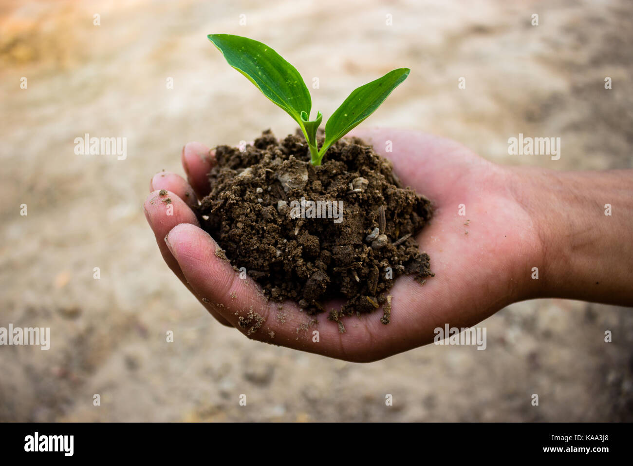 Hand of trees that used in tree planting tree back to nature Stock ...
