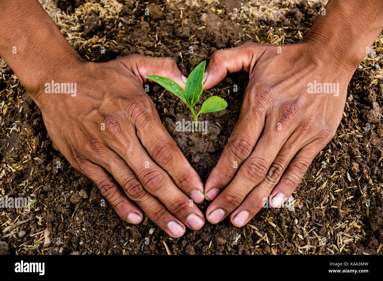 Hand of trees that used in tree planting tree back to nature Stock ...