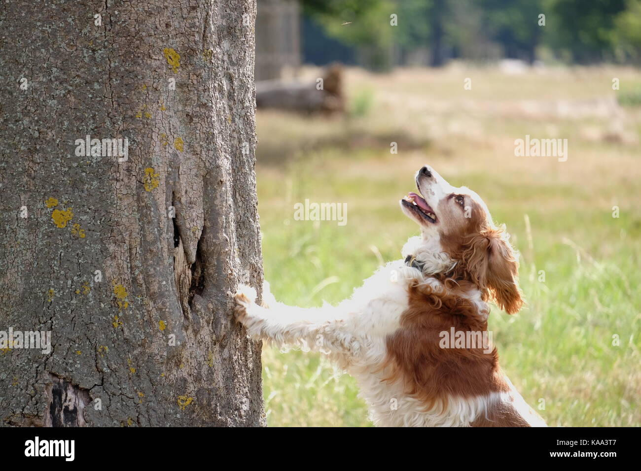 Happy dog in park Stock Photo - Alamy