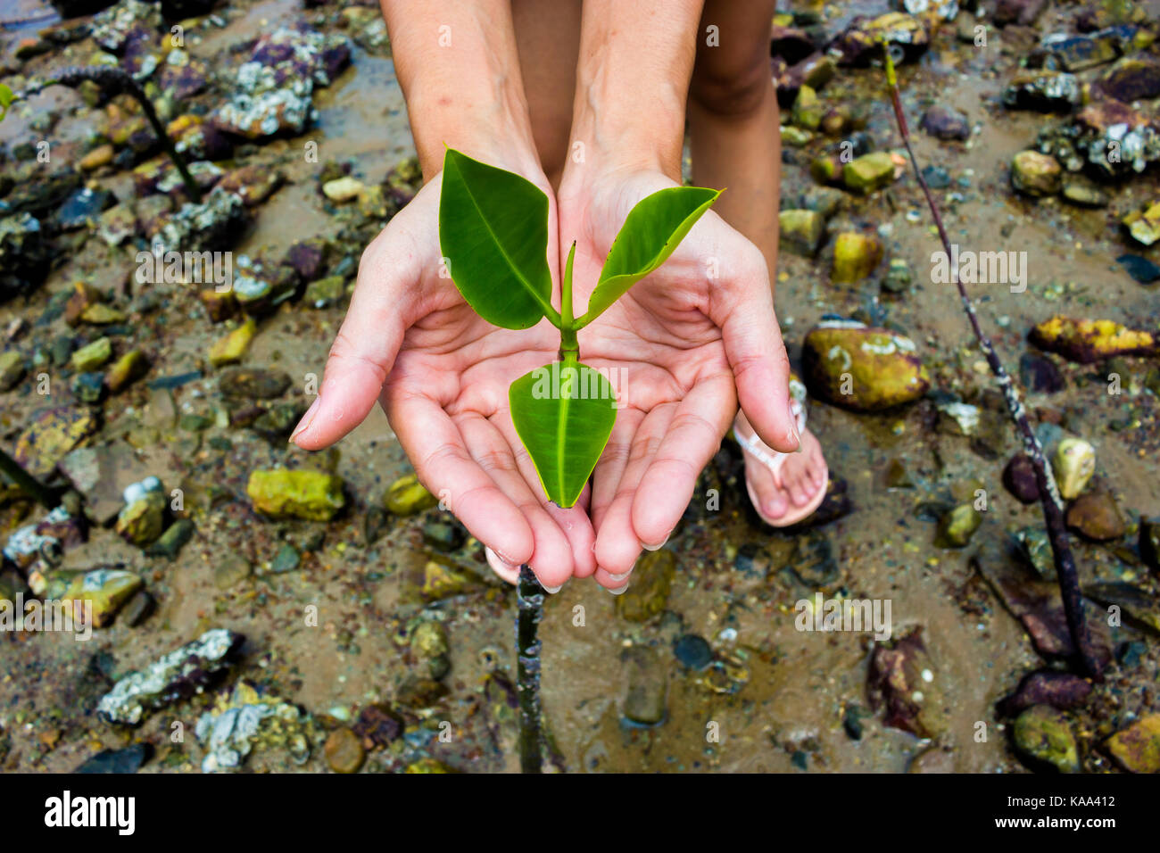 Mangrove planting hi-res stock photography and images - Alamy