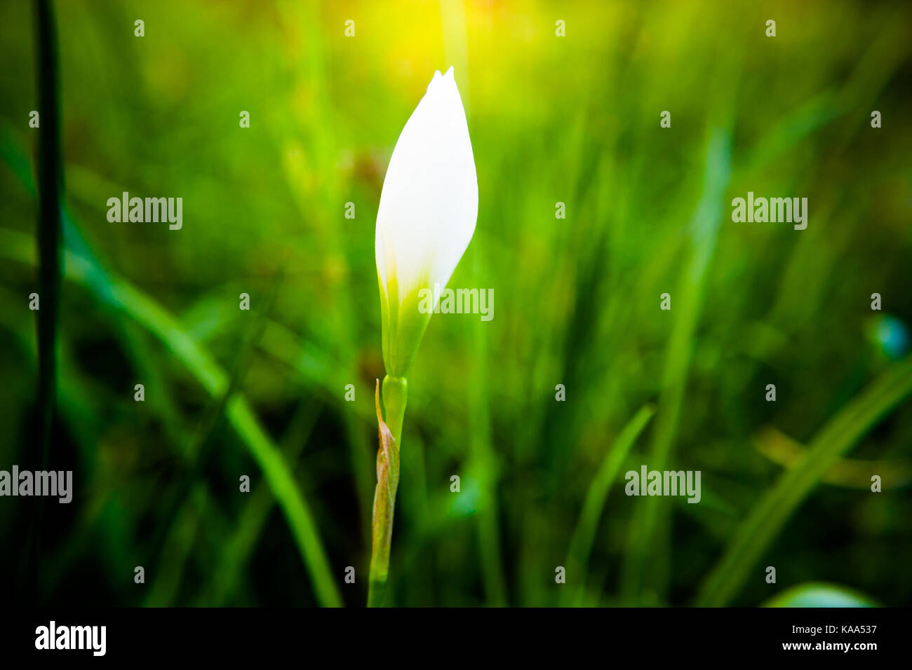 White flowers start to bloom Stock Photo - Alamy