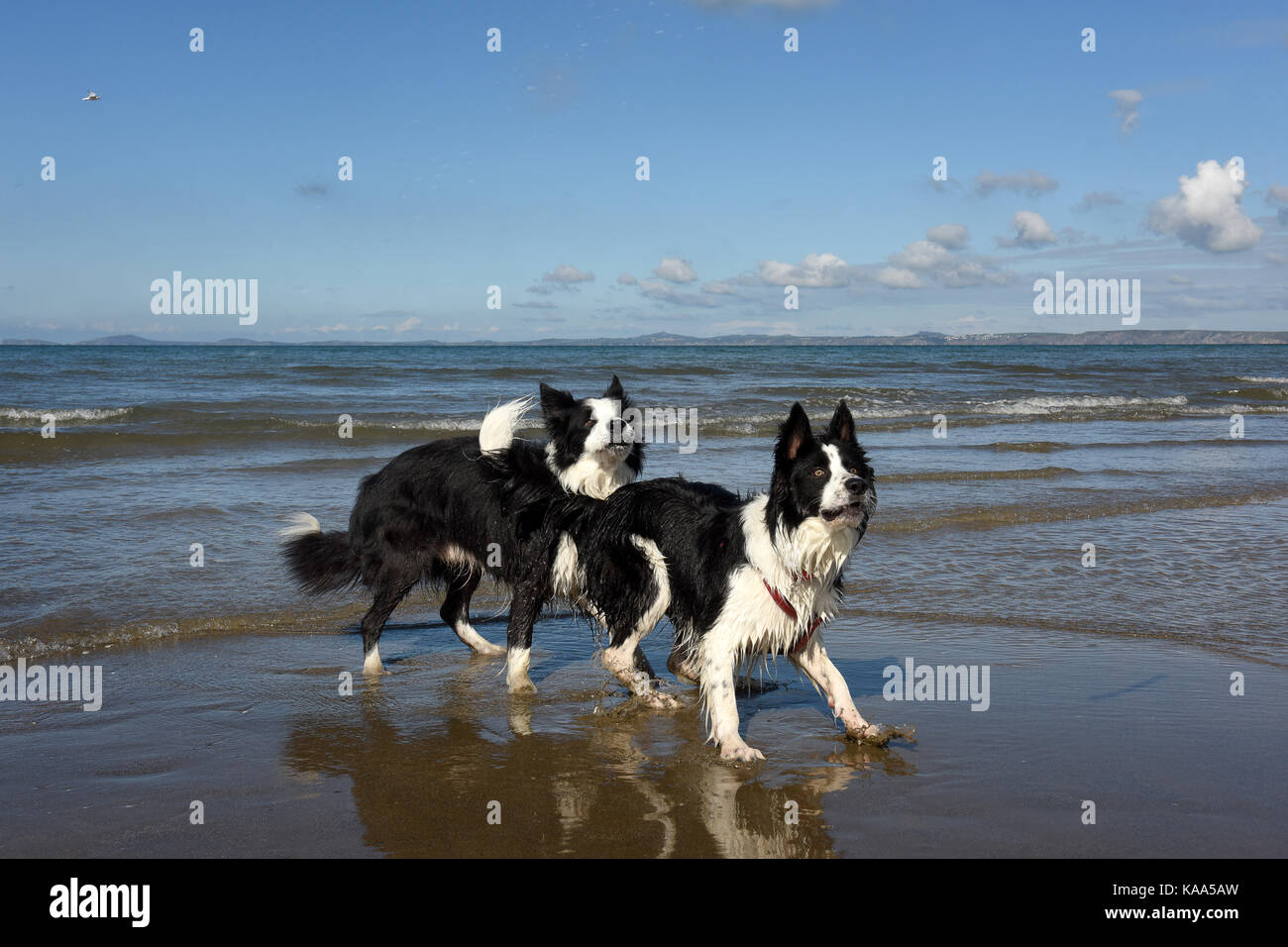 Border Collie dogs on Broad Haven beach in Pembrokeshire in West Wales ...