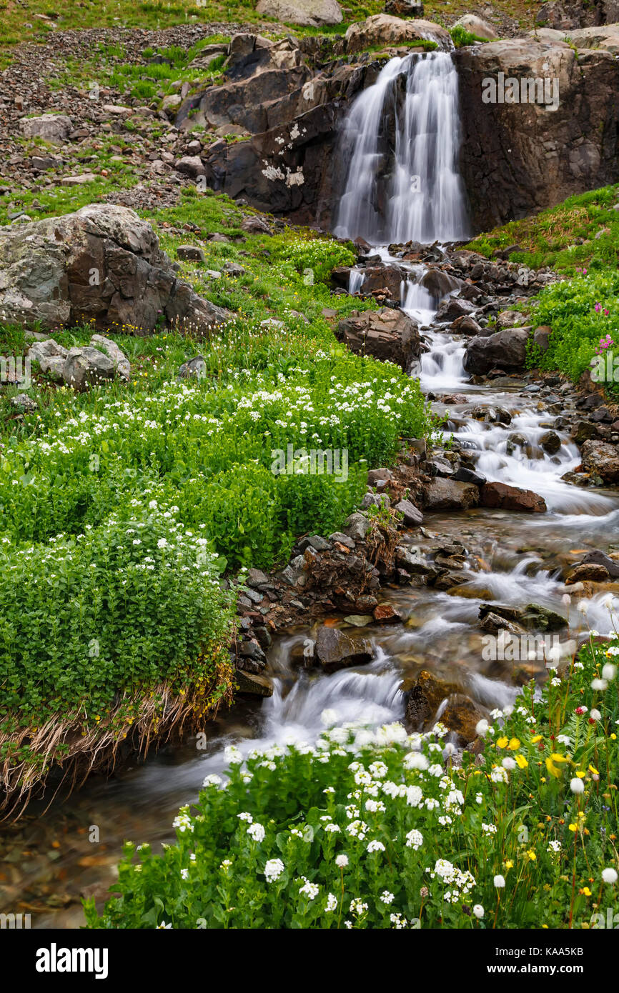 Waterfalls, creek and wildflowers, American Basin, San Juan National ...