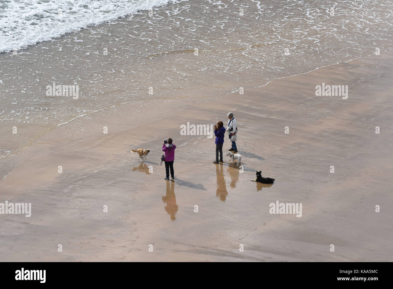 Bosherston dog hi-res stock photography and images - Alamy