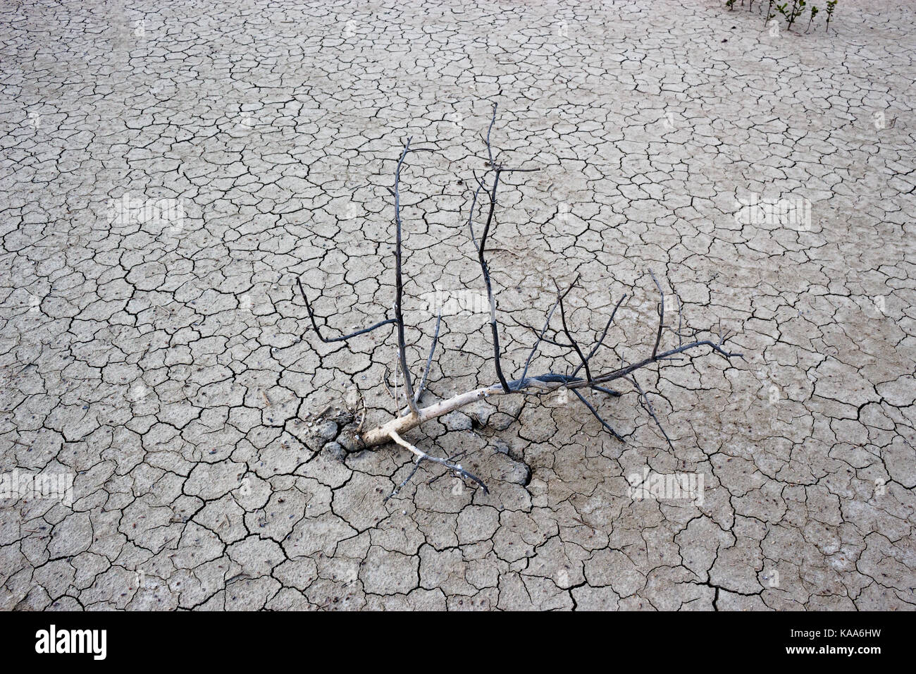 Drought land dry tree hi-res stock photography and images - Alamy