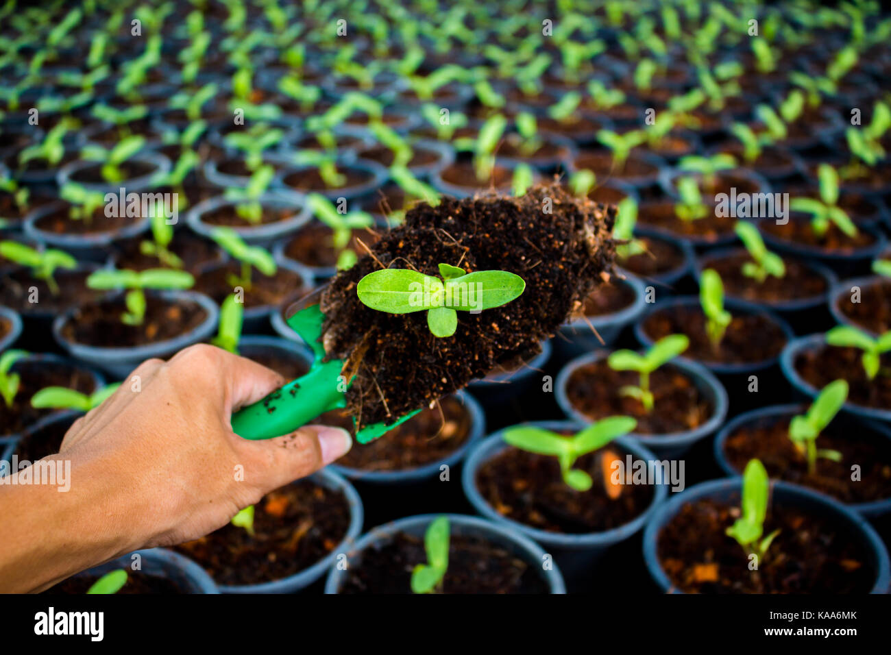 Tree sapling hand planting hi-res stock photography and images - Alamy