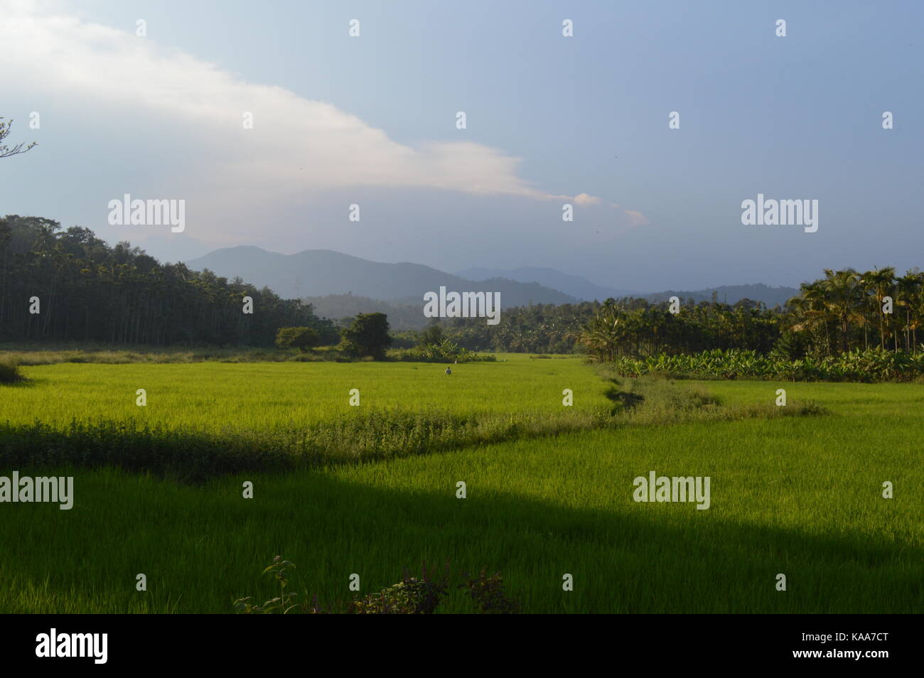 Wayanad, Kerala, India Stock Photo - Alamy
