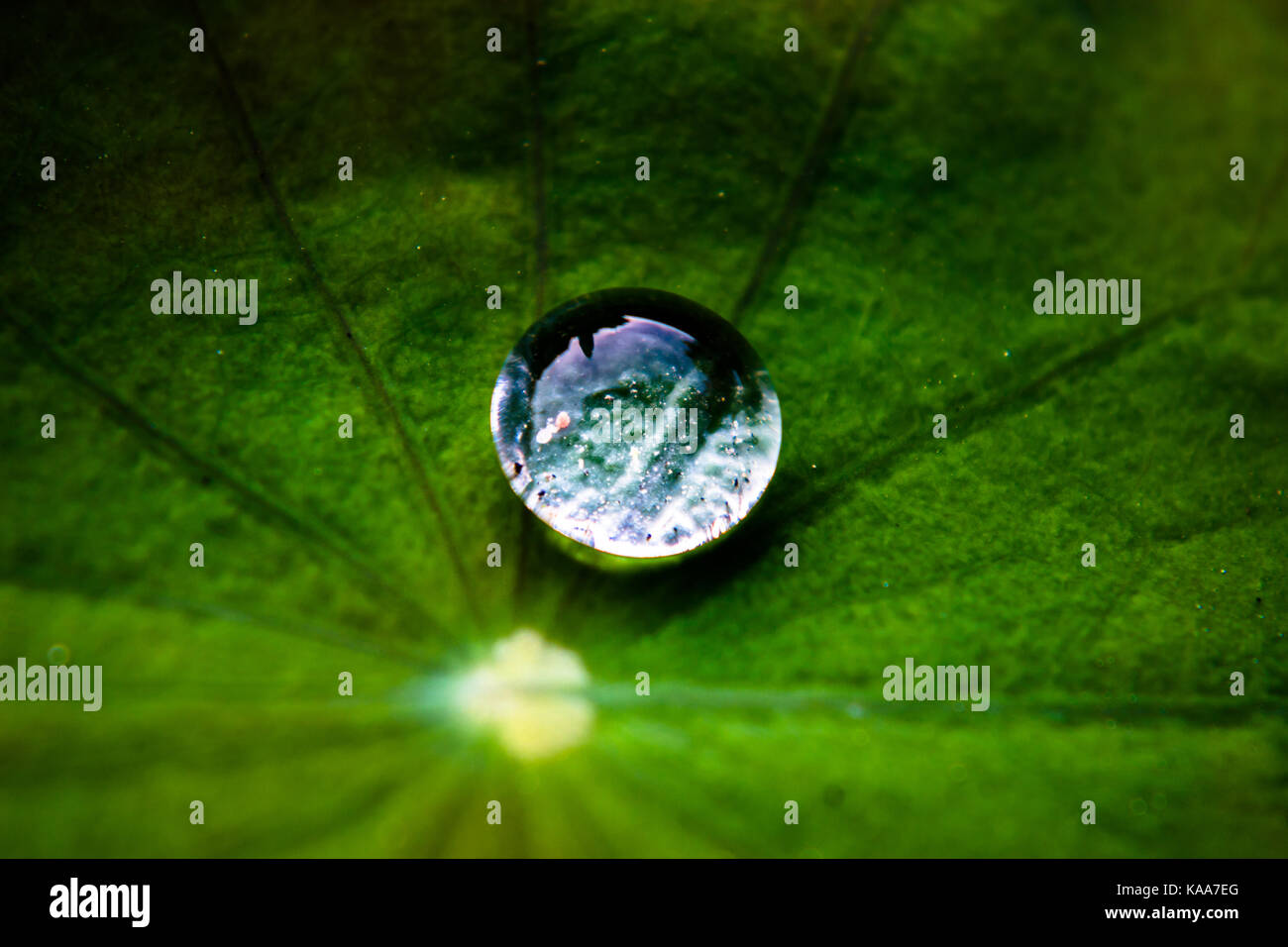 Water drops on lotus leaf hi-res stock photography and images - Alamy