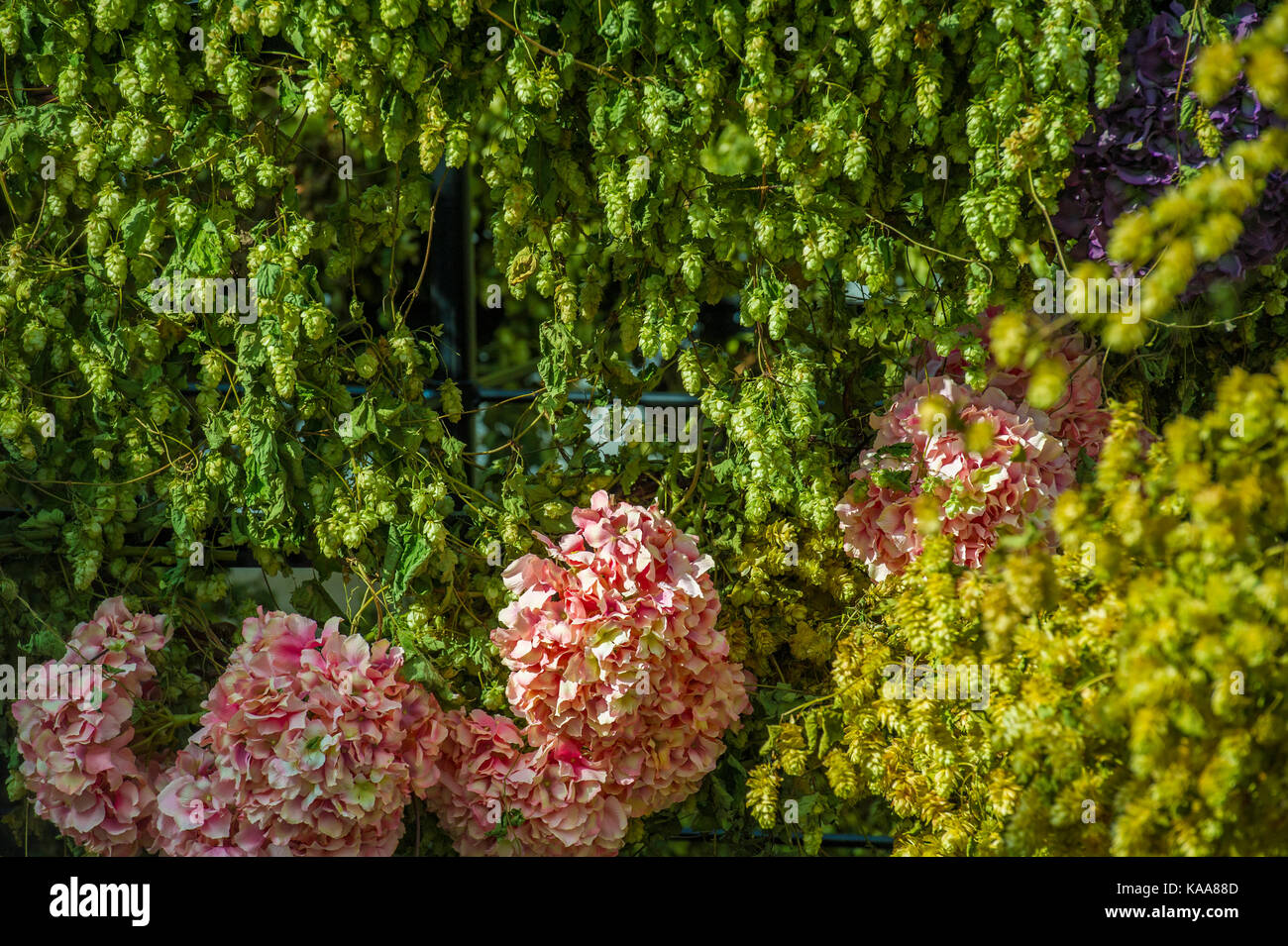 Indoor display of hops and hydrangeas Stock Photo - Alamy